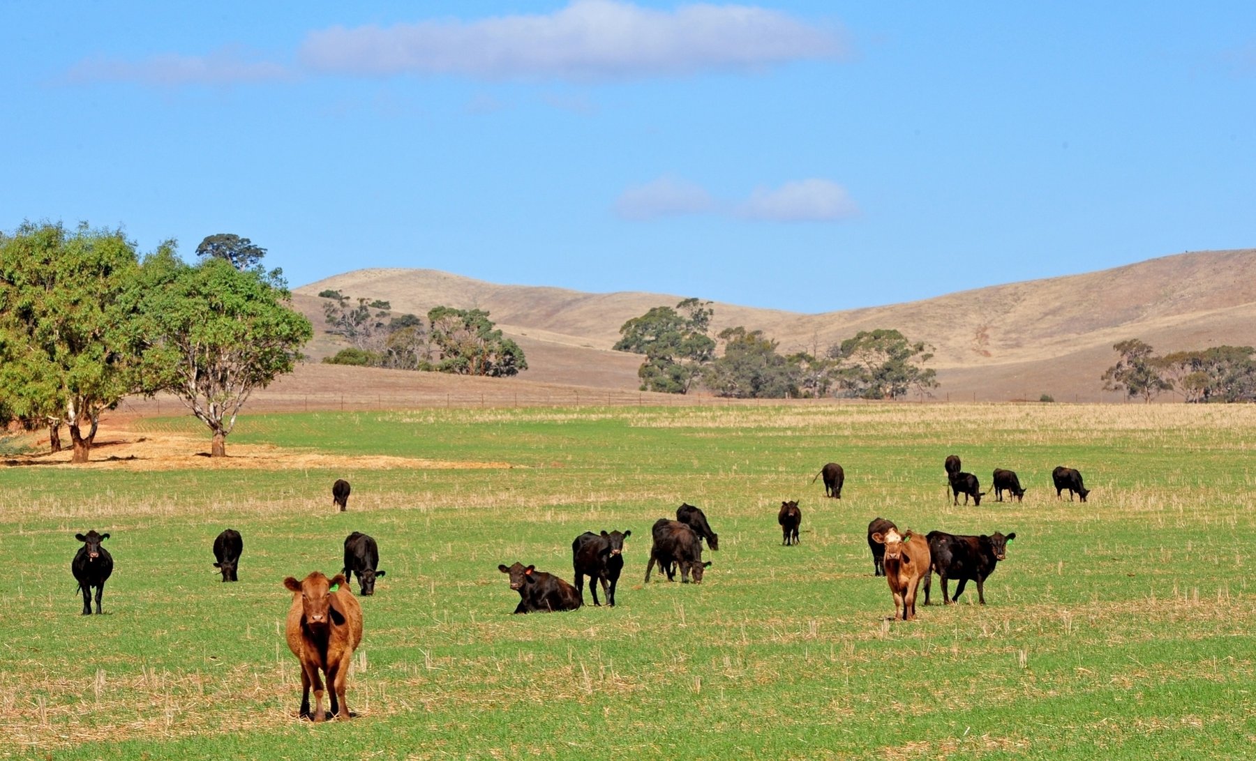 What Affects Beef Quality?