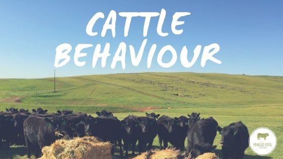 Cattle Behaviour