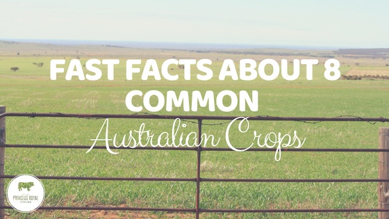 Fast Facts About 8 Common Australian Crops