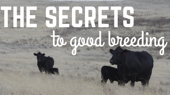 The Secrets to Good Breeding