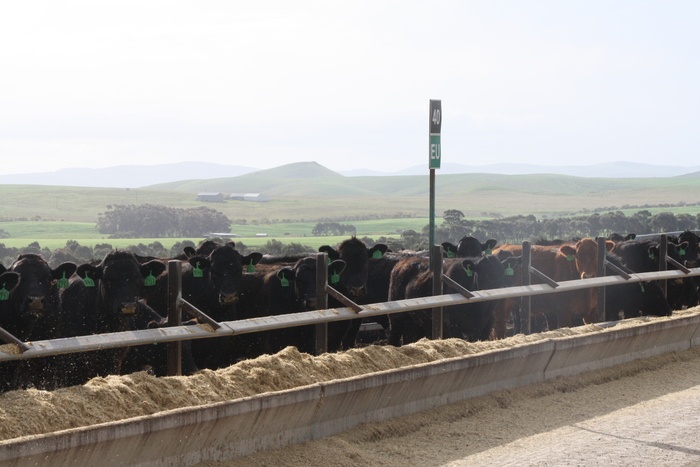 What are the Real Facts on Feedlots?