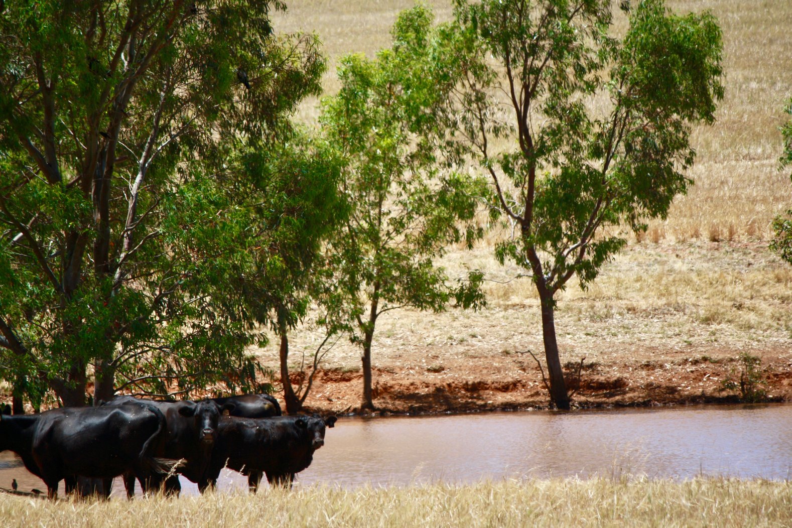What Influences the Quality of Beef?