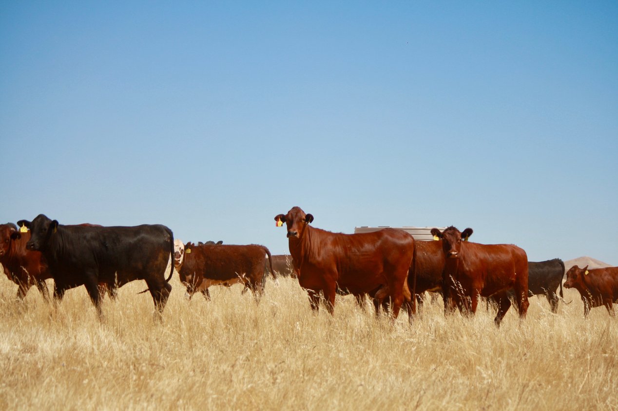 What are beef by-products used for?