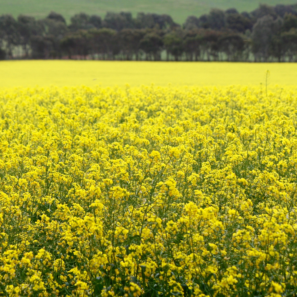 Fast Facts About 8 Common Australian Crops