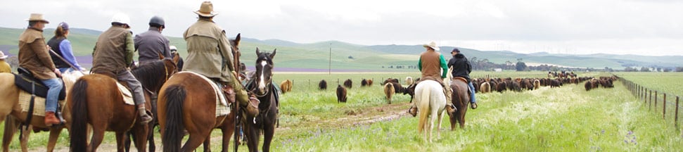Who were Australia's Drovers?