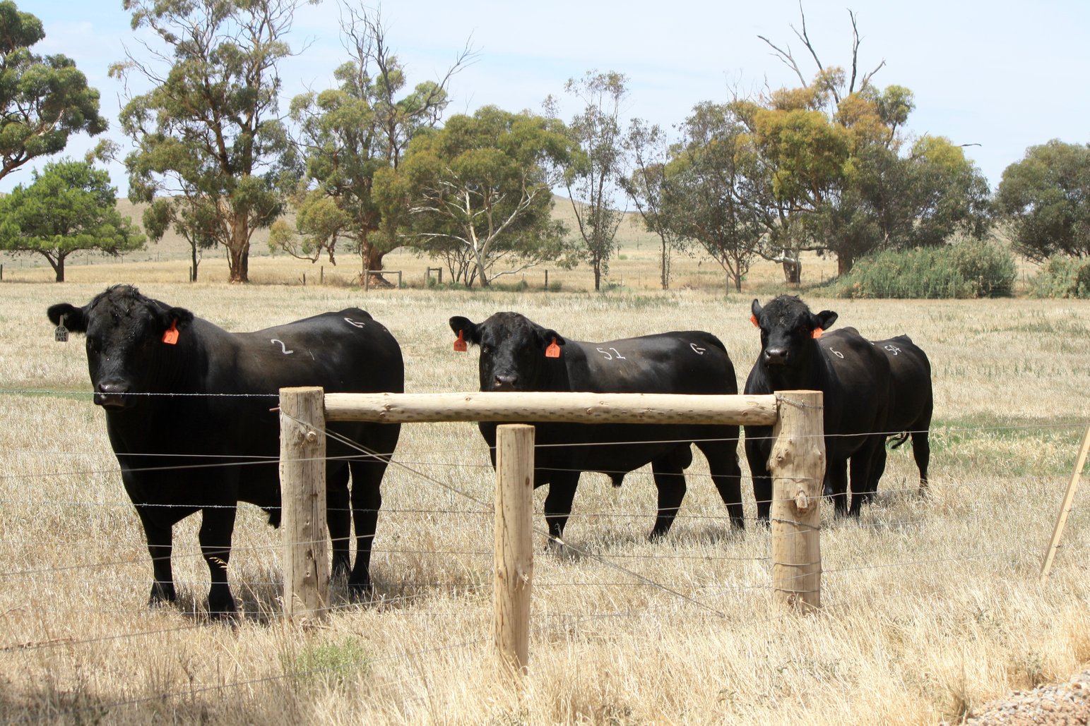 The Secrets to Good Breeding