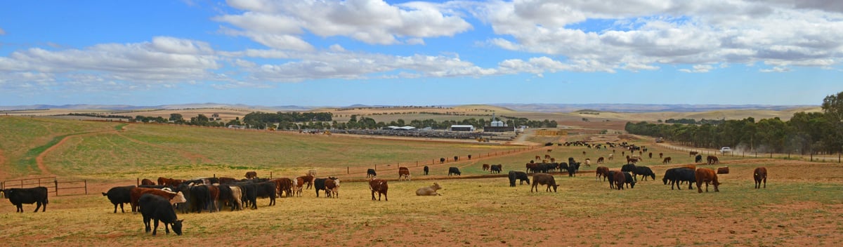 6 Benefits of Angus Beef