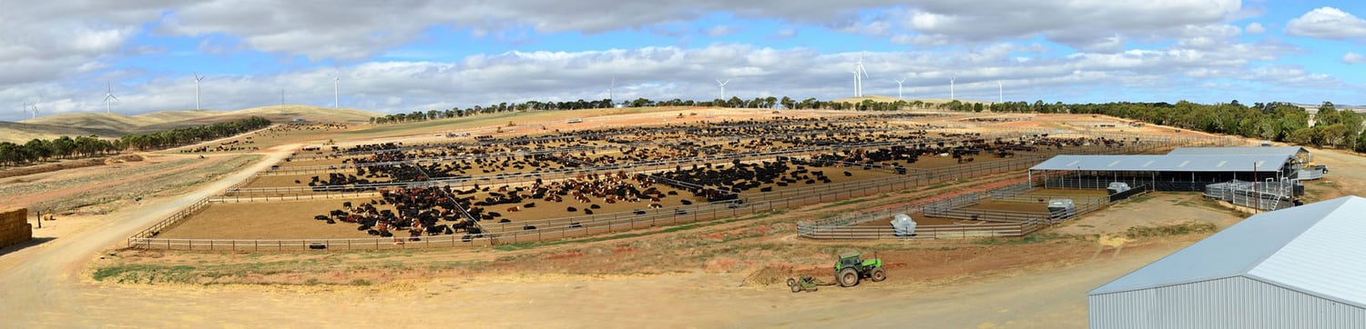 Princess Royal Station Feedlot Facts