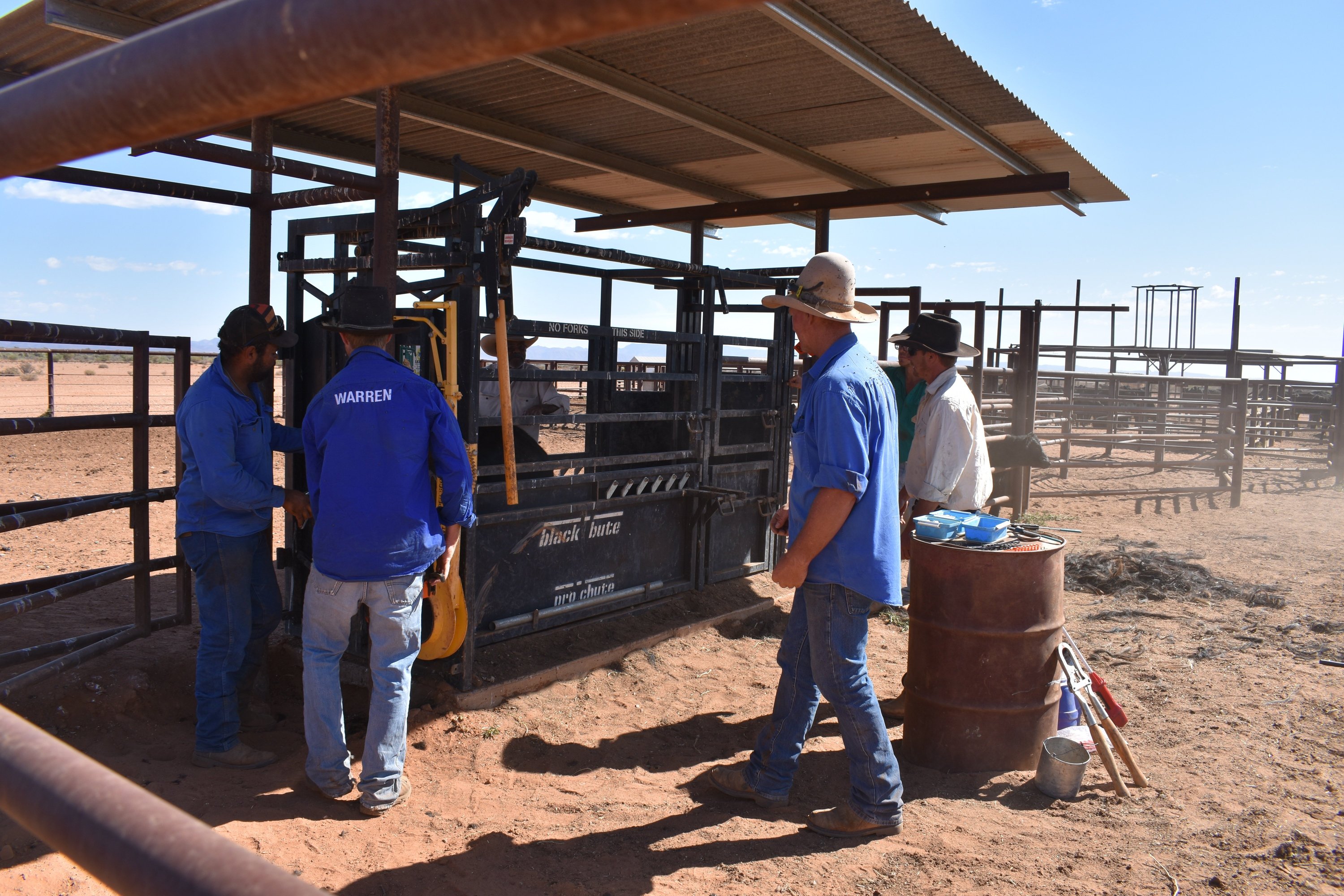 Mustering on a Cattle Station