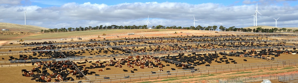 Princess Royal Station - Feedlot