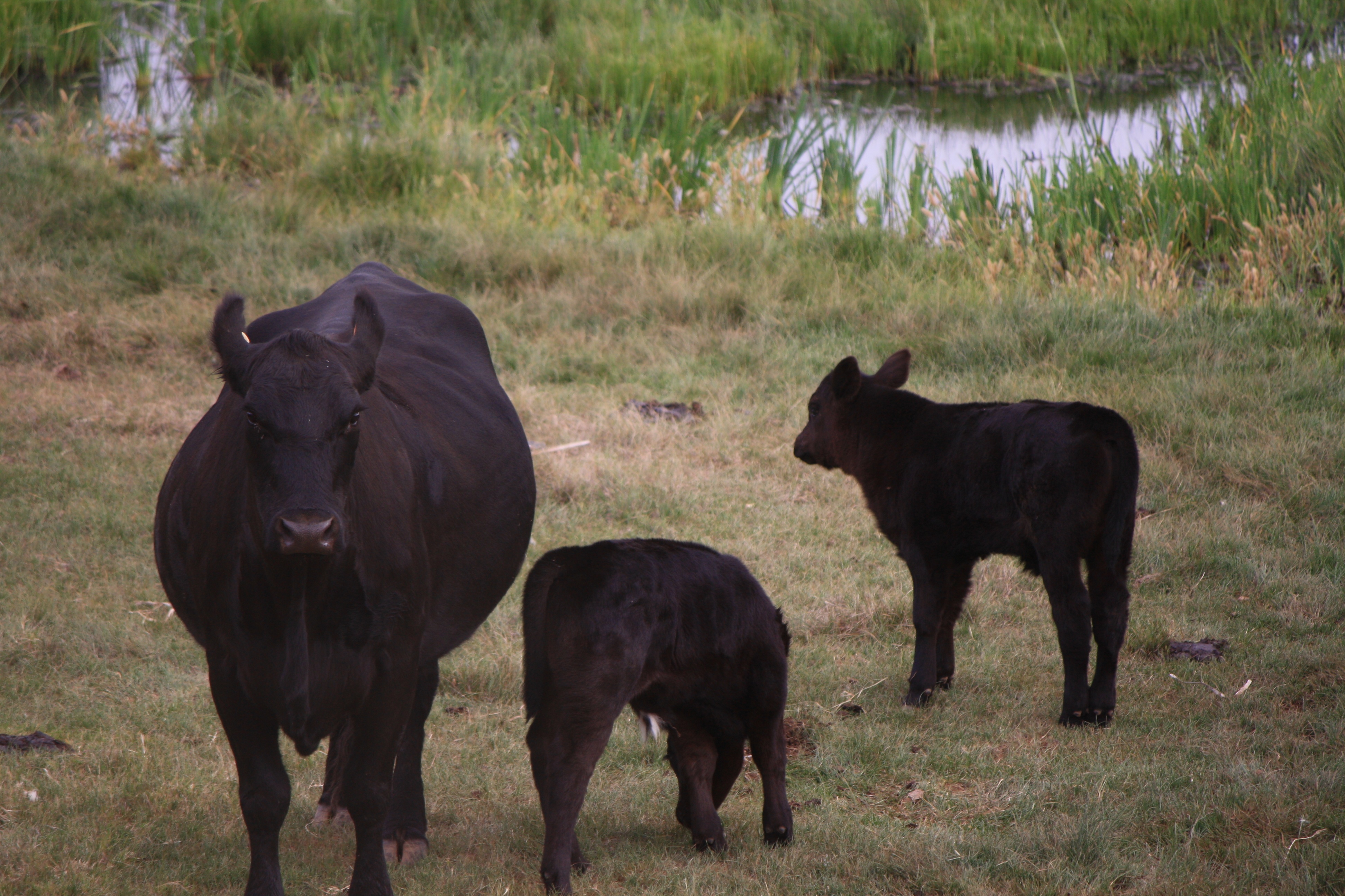 Princess Royal Station Gallery